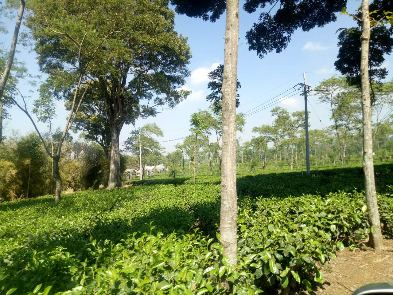 Rumah Kebun Tea Wonosari Greenleaf - Rumah Syariah KPR